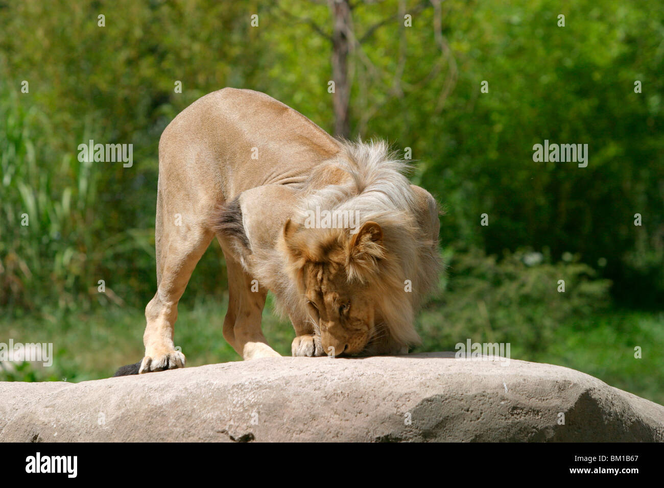 Angola lowe hi-res stock photography and images - Alamy