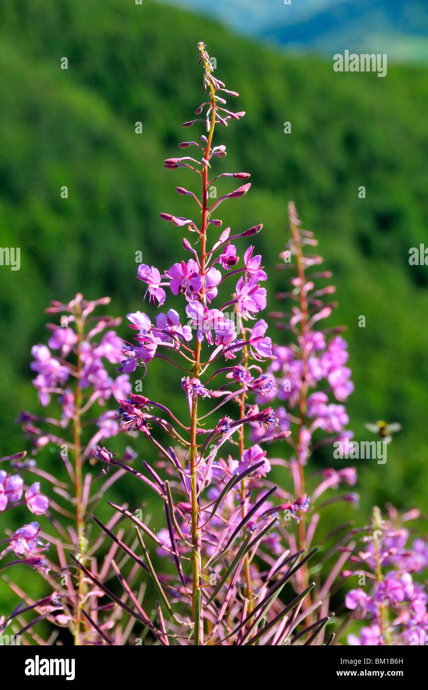 Epilobium angustifolium, Fireweed Stock Photo - Alamy