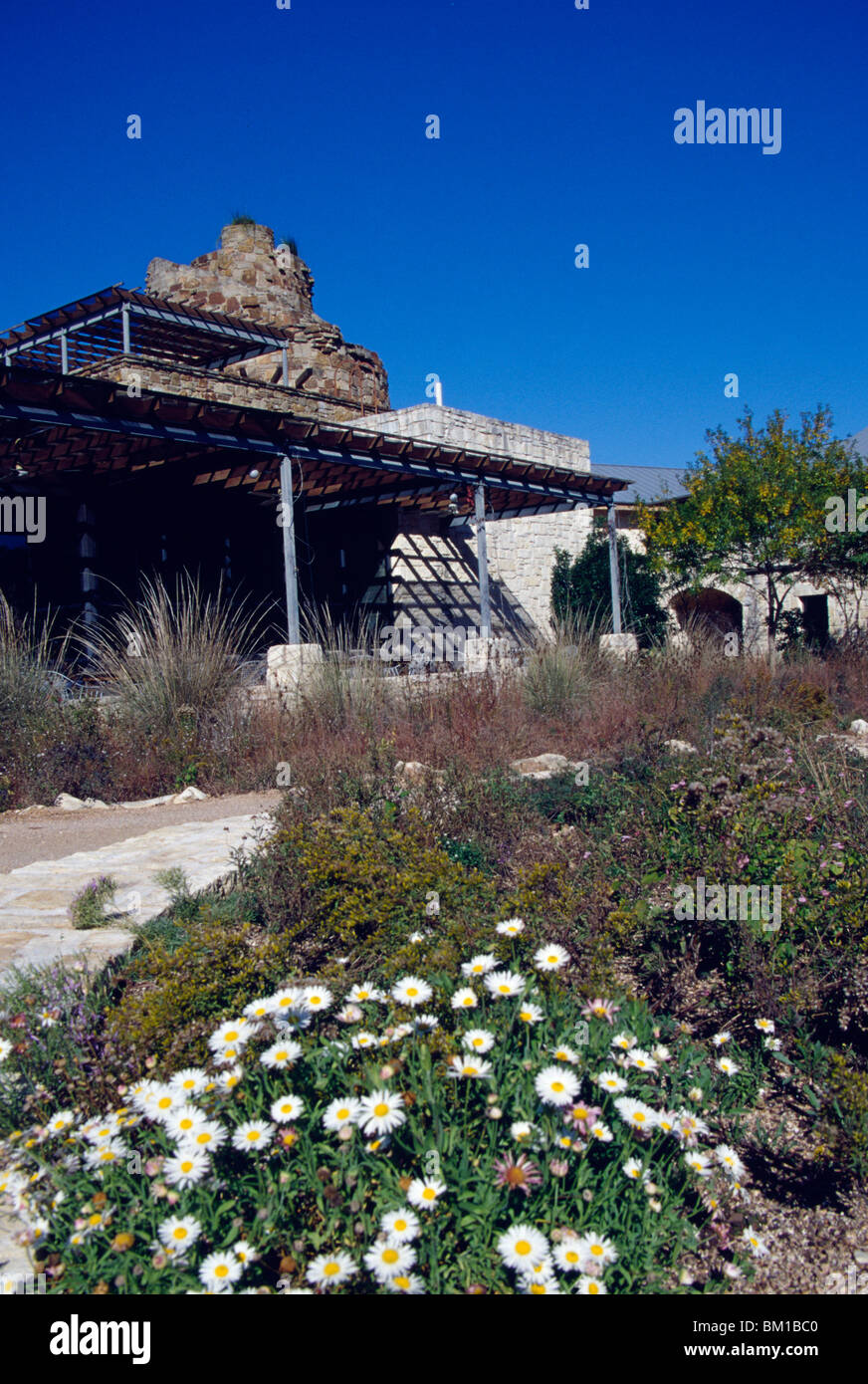 Wildflowers in a botanical garden, Lady Bird Johnson Wildflower Center ...