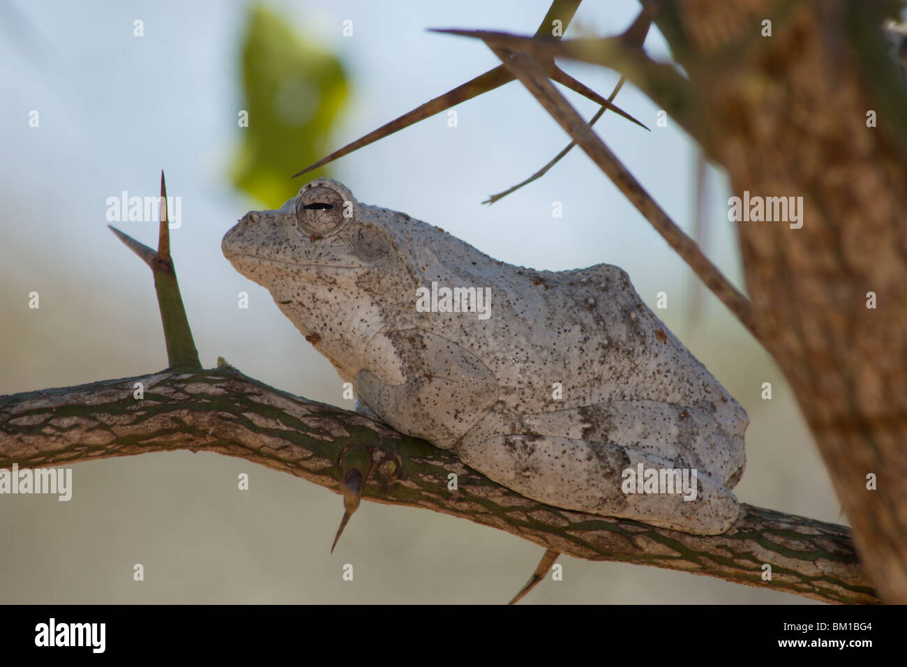 A Foam Nest Frog (Chiromantis xerampelina) resting on a branch Stock Photo - Alamy