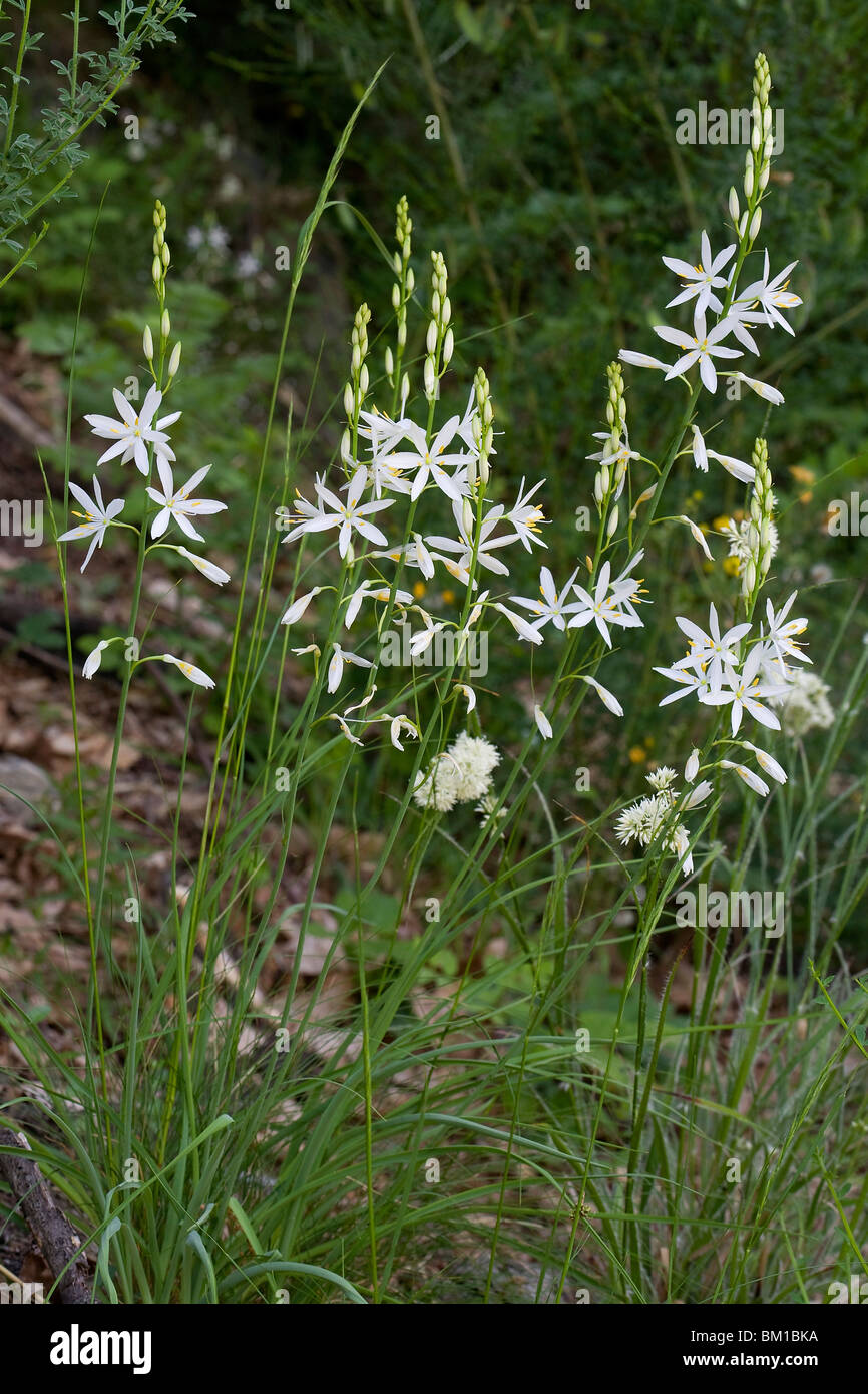 Anthericum liliago, St. Bernard's lily, lilioasfodelo maggiore Stock ...
