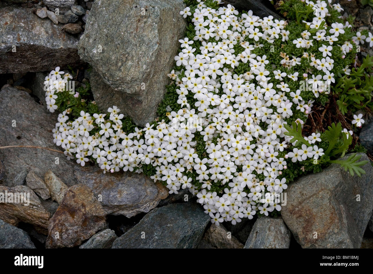 Androsace alpina, rock jasmine, androsace dei ghiacciai Stock Photo - Alamy