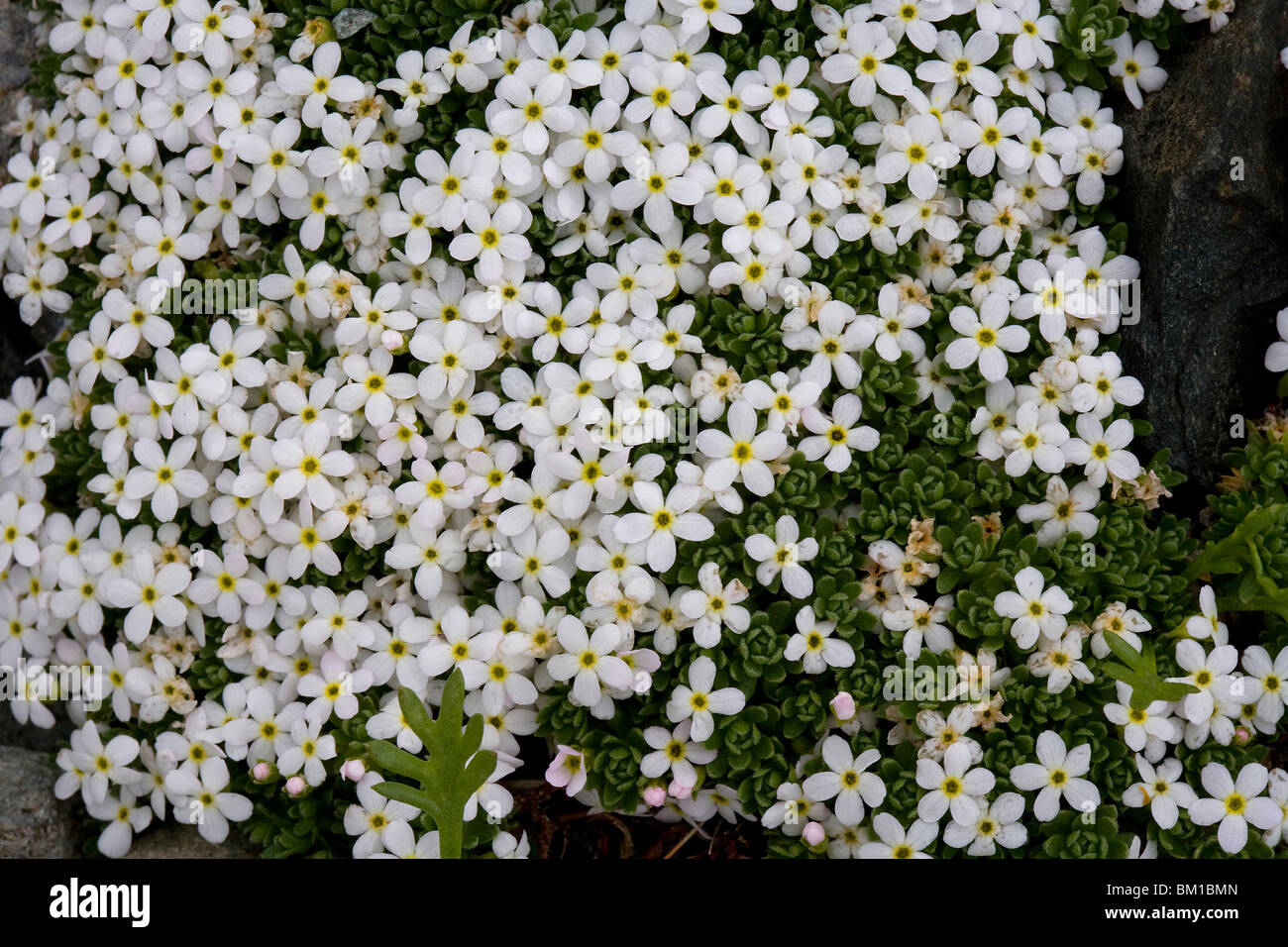 Androsace alpina, rock jasmine, androsace dei ghiacciai Stock Photo - Alamy