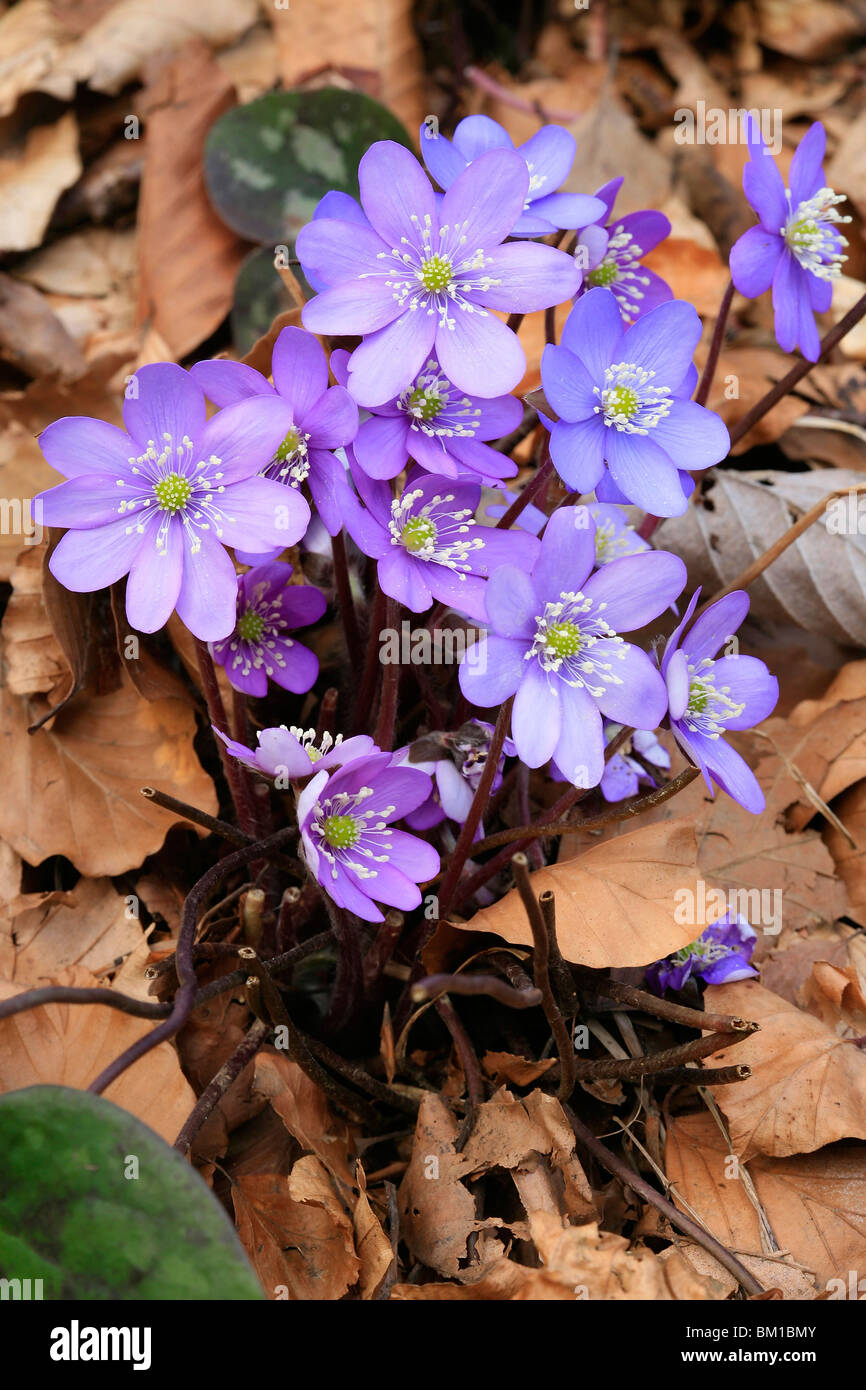 Anemone hepatica (Hepatica nobilis), fegatella Stock Photo - Alamy