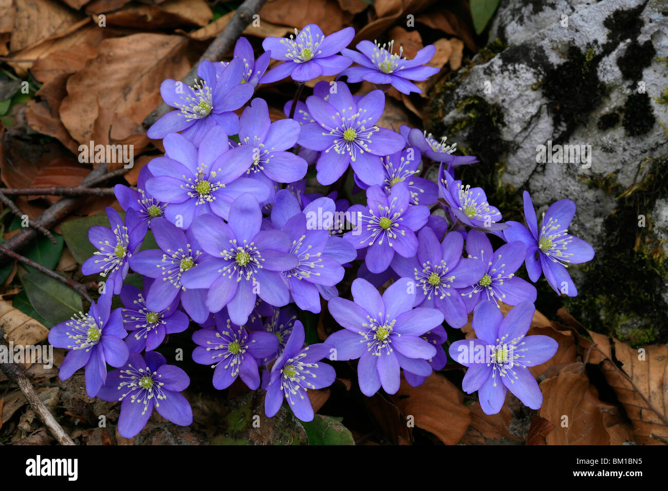 Anemone hepatica (Hepatica nobilis), fegatella Stock Photo - Alamy