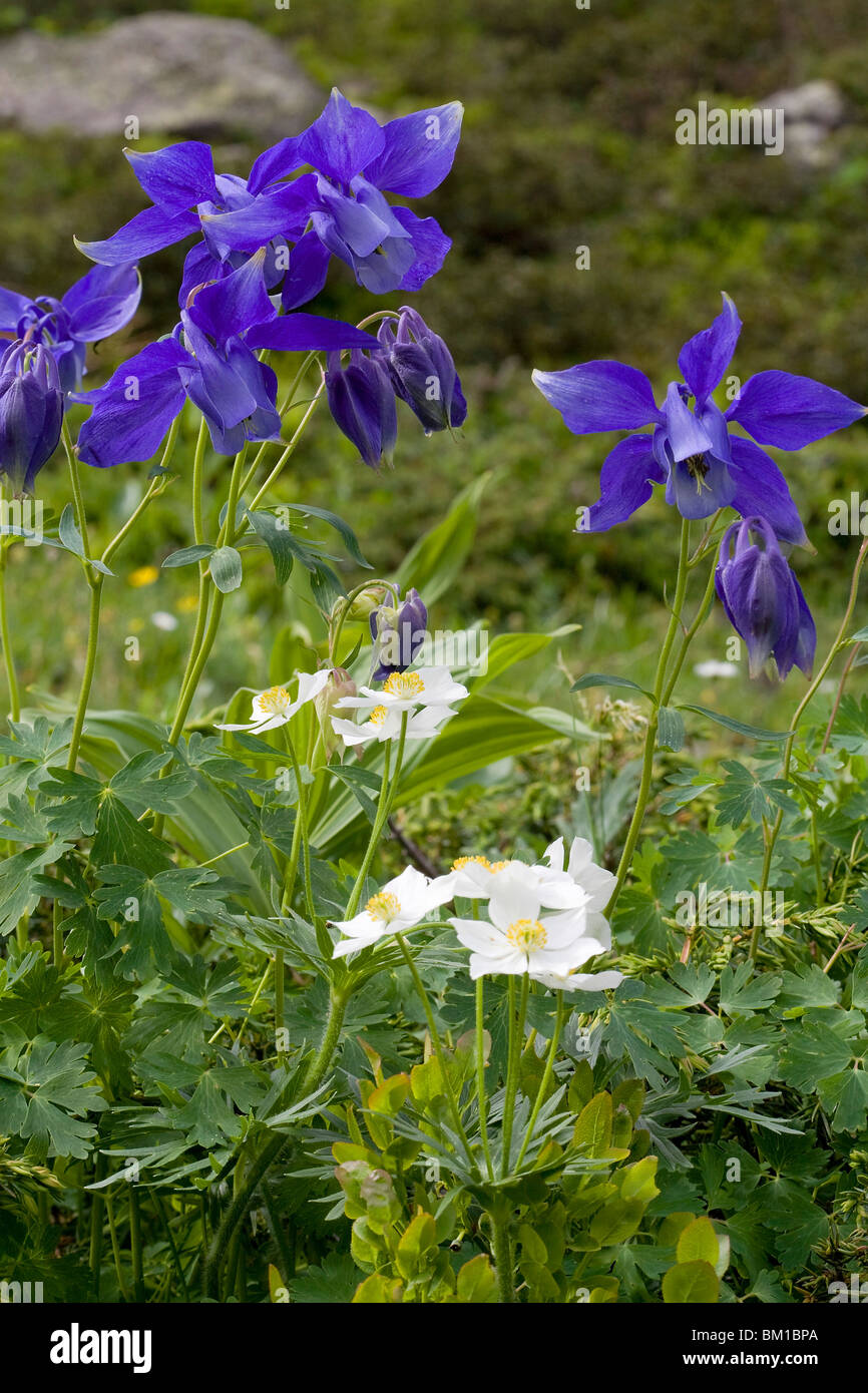 Aquilegia alpina, alpine columbine, aquilegia maggiore Stock Photo - Alamy