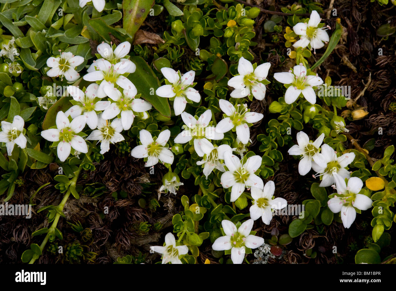 Arenaria biflora hi-res stock photography and images - Alamy