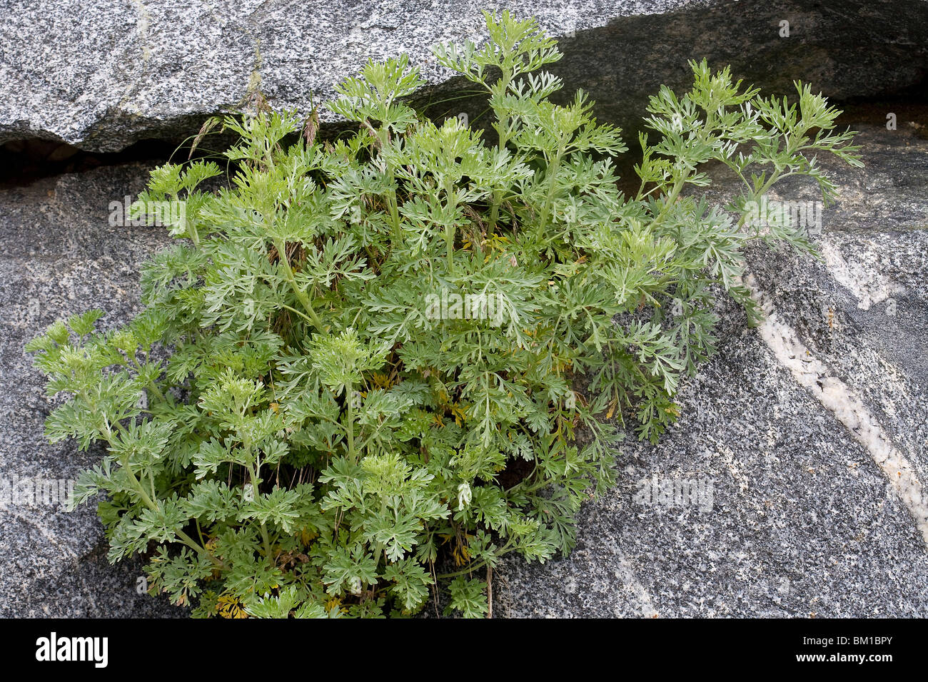 Absinth artemisia absinthium hi-res stock photography and images - Alamy