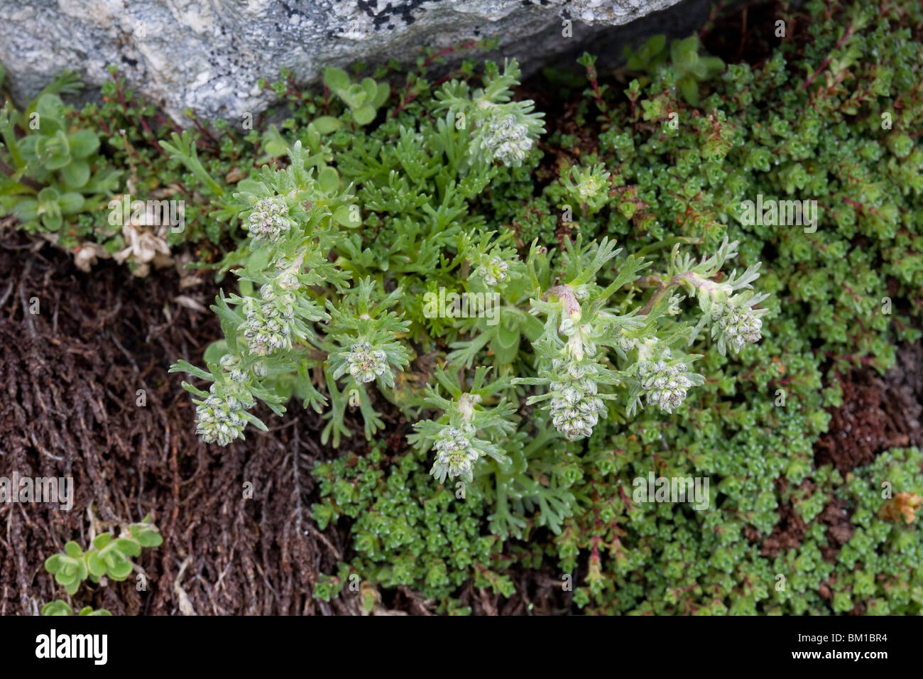 Artemisia genipi, genepi Stock Photo - Alamy