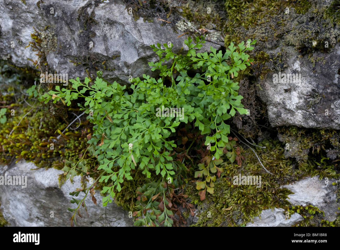 Asplenium ruta-muraria, wall rue, fern, ruta dei muri, felce Stock ...