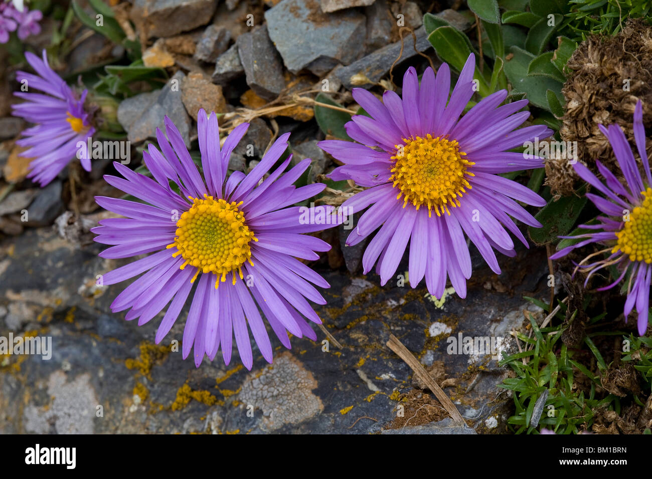 Aster alpinus, alpine aster Stock Photo - Alamy