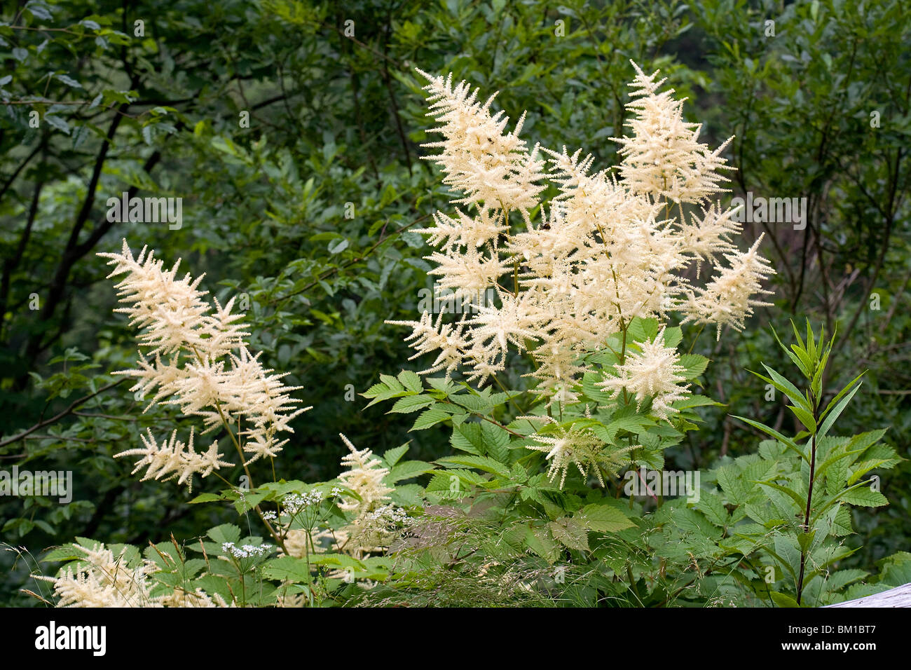 Barba di capra hi-res stock photography and images - Alamy