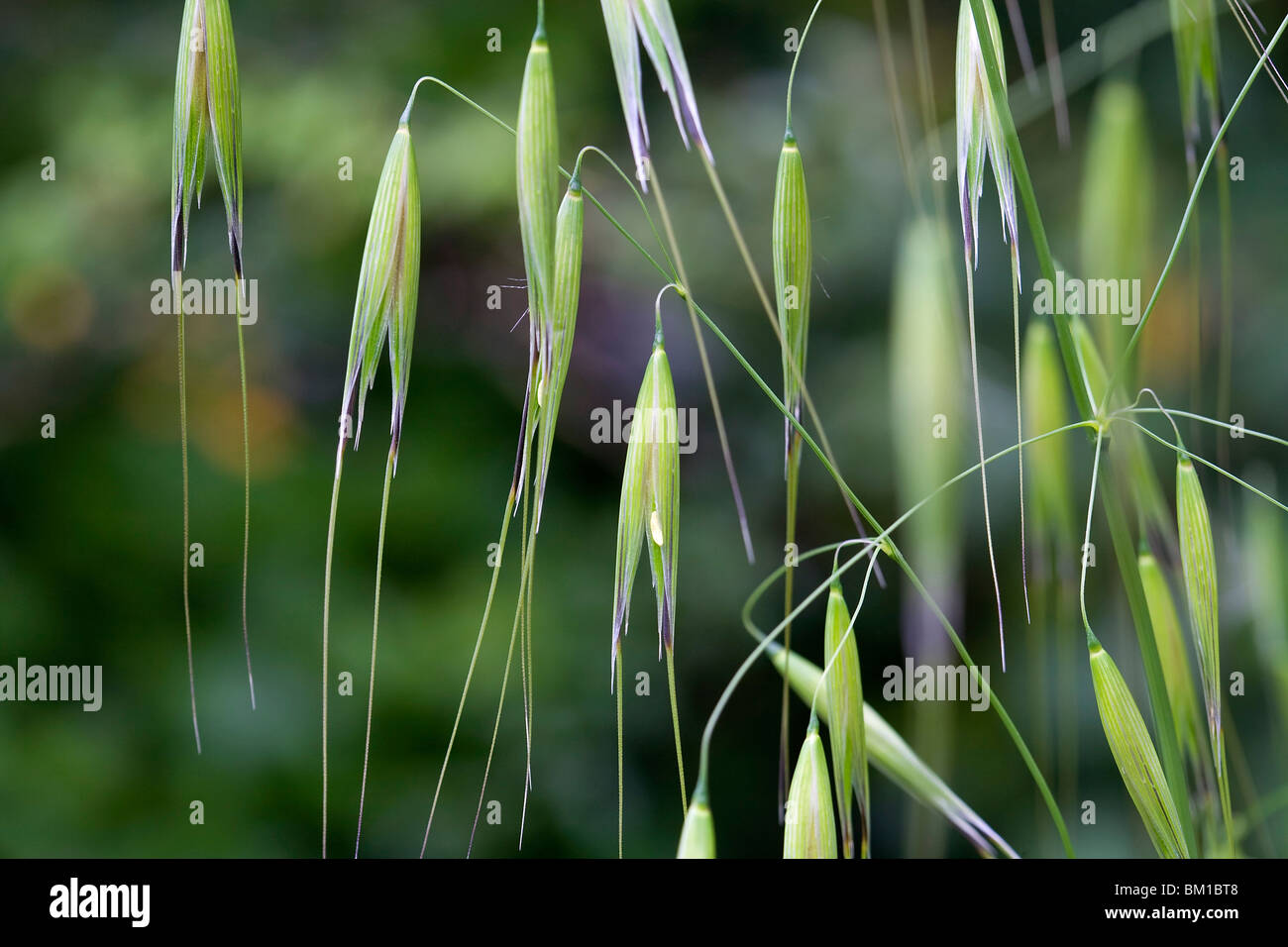 Avena sterilis, wild oat, avena selvatica Stock Photo - Alamy