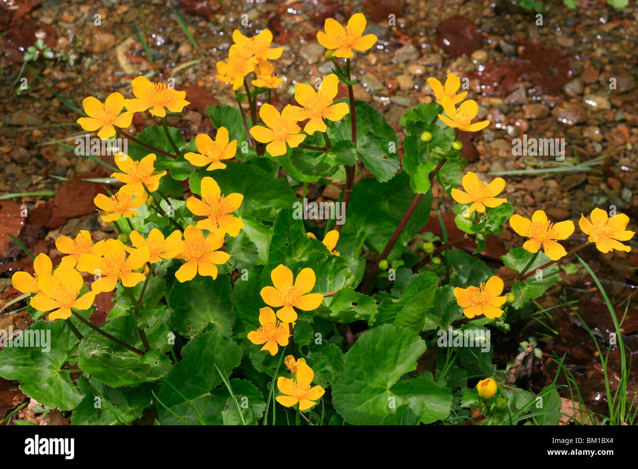 Caltha palustris, kingcup, calta palustre Stock Photo - Alamy