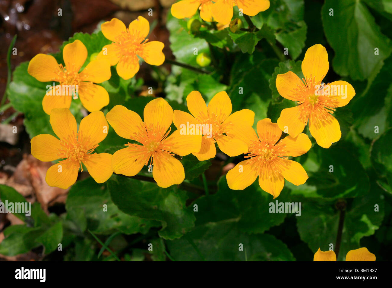 Caltha palustris, kingcup, calta palustre Stock Photo - Alamy