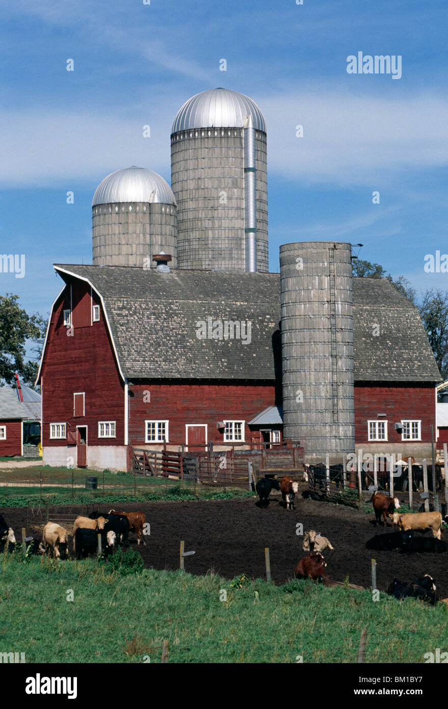 Herd of cows in a farmhouse, Iowa, USA Stock Photo - Alamy