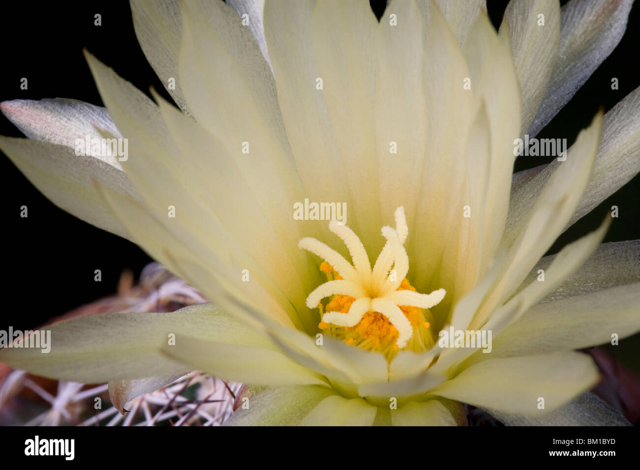 Coryphantha neglecta, cactus Stock Photo - Alamy