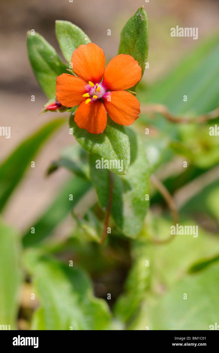 Scarlet primrose hi-res stock photography and images - Alamy