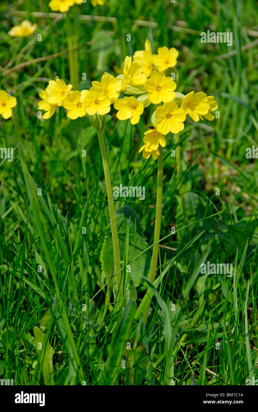 True cowslip hi-res stock photography and images - Alamy
