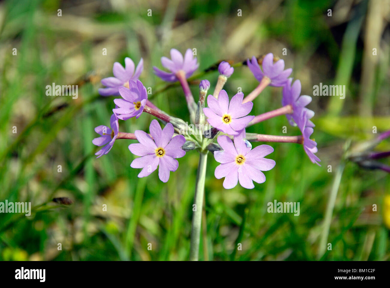 Long flowered hi-res stock photography and images - Alamy