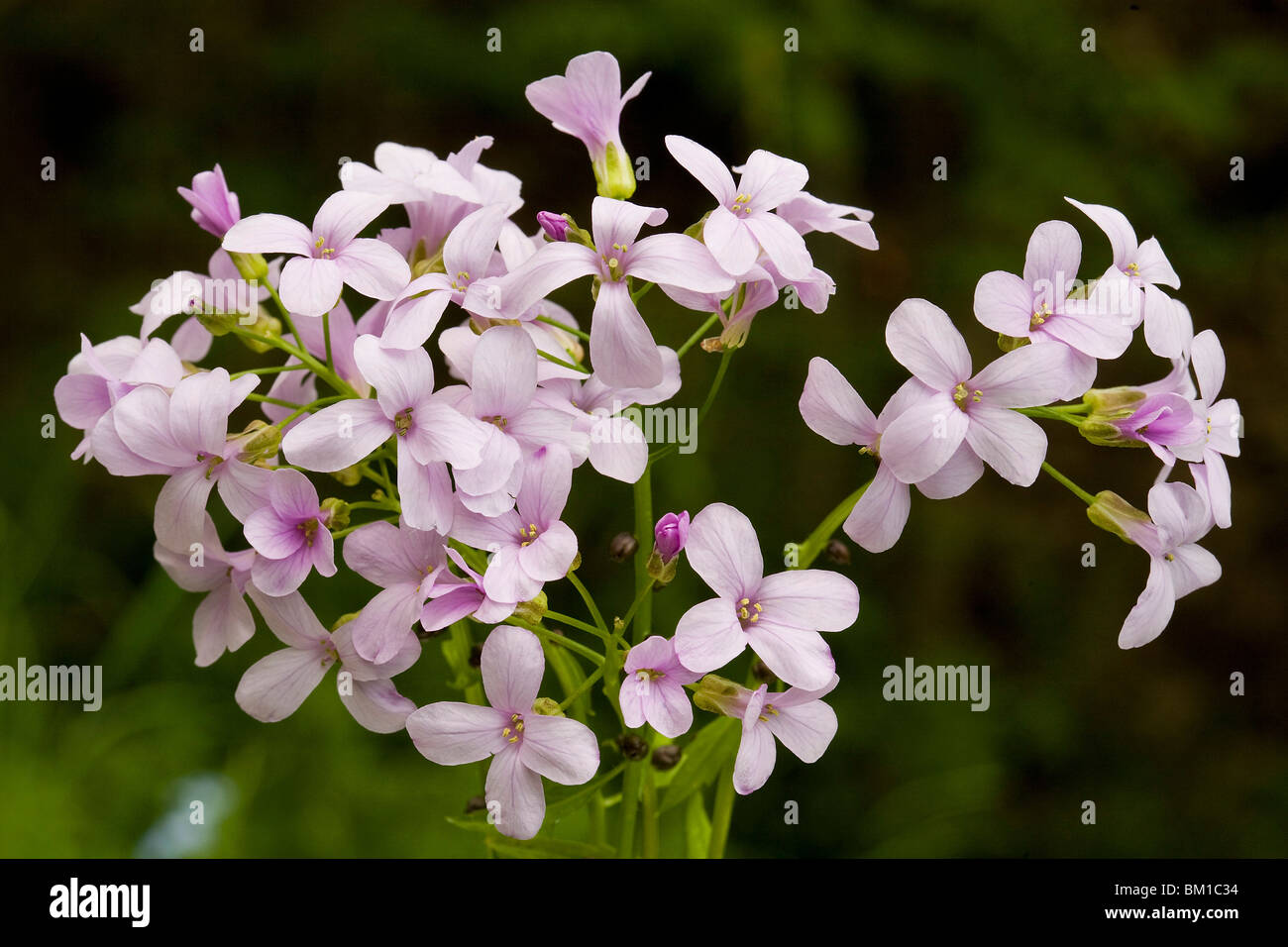 Dentaria bulbifera (Cardamine b.), coral root, dentaria minore Stock ...
