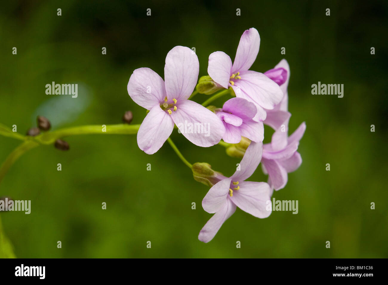 Dentaria minore hi-res stock photography and images - Alamy