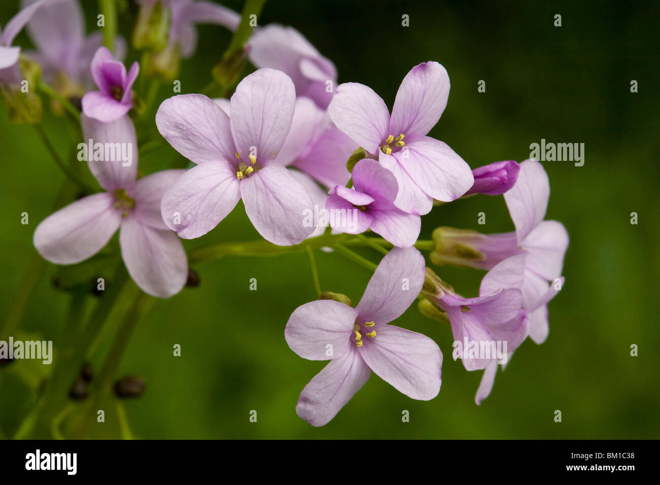 Root b hi-res stock photography and images - Alamy