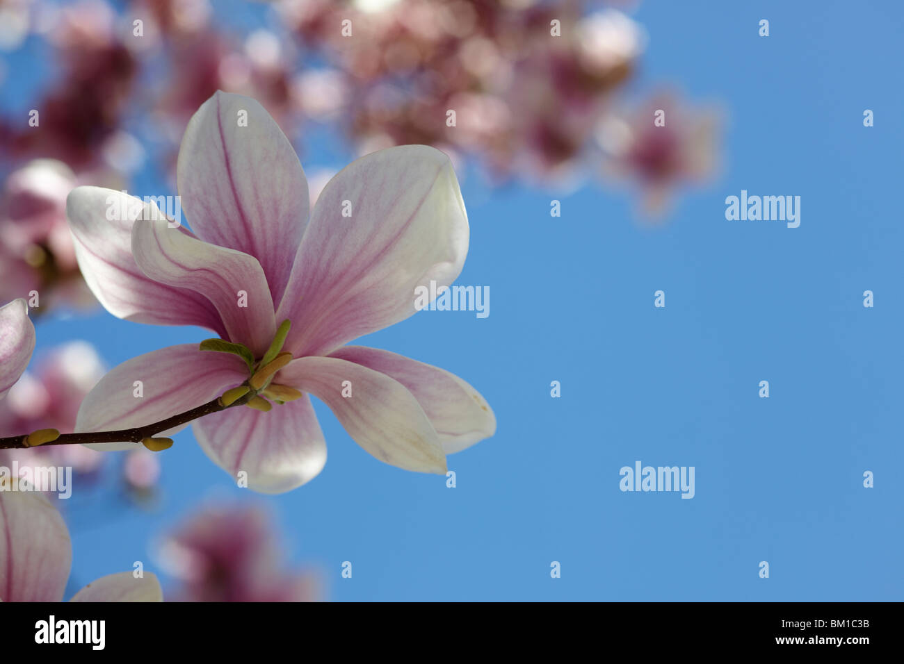 Magnolia Grandiflora Branches High Resolution Stock Photography and ...