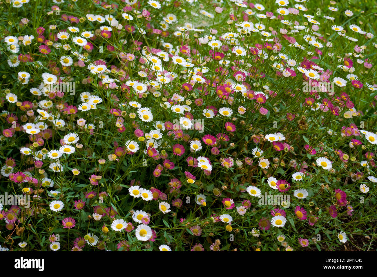Erigeron karvinskianus (E. mucronatus), fleabane Stock Photo - Alamy