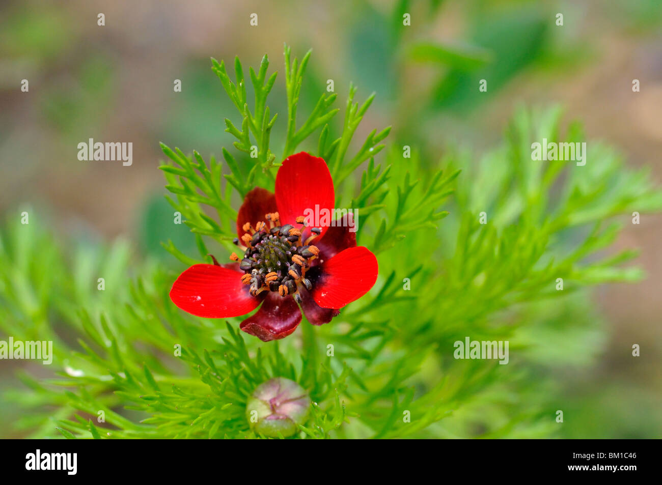 Adonis annua hi-res stock photography and images - Alamy