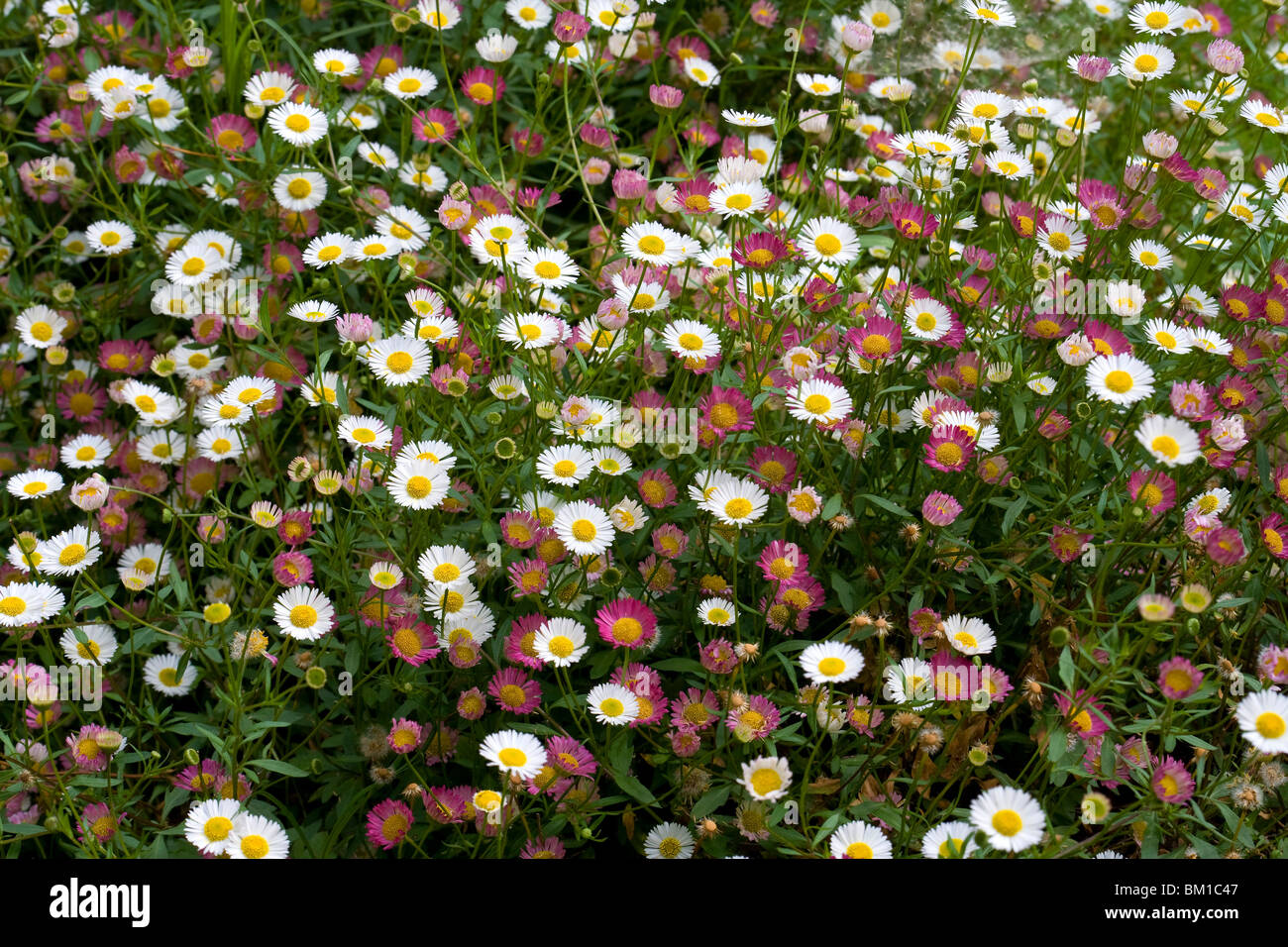 Erigeron karvinskianus (E. mucronatus), fleabane Stock Photo - Alamy