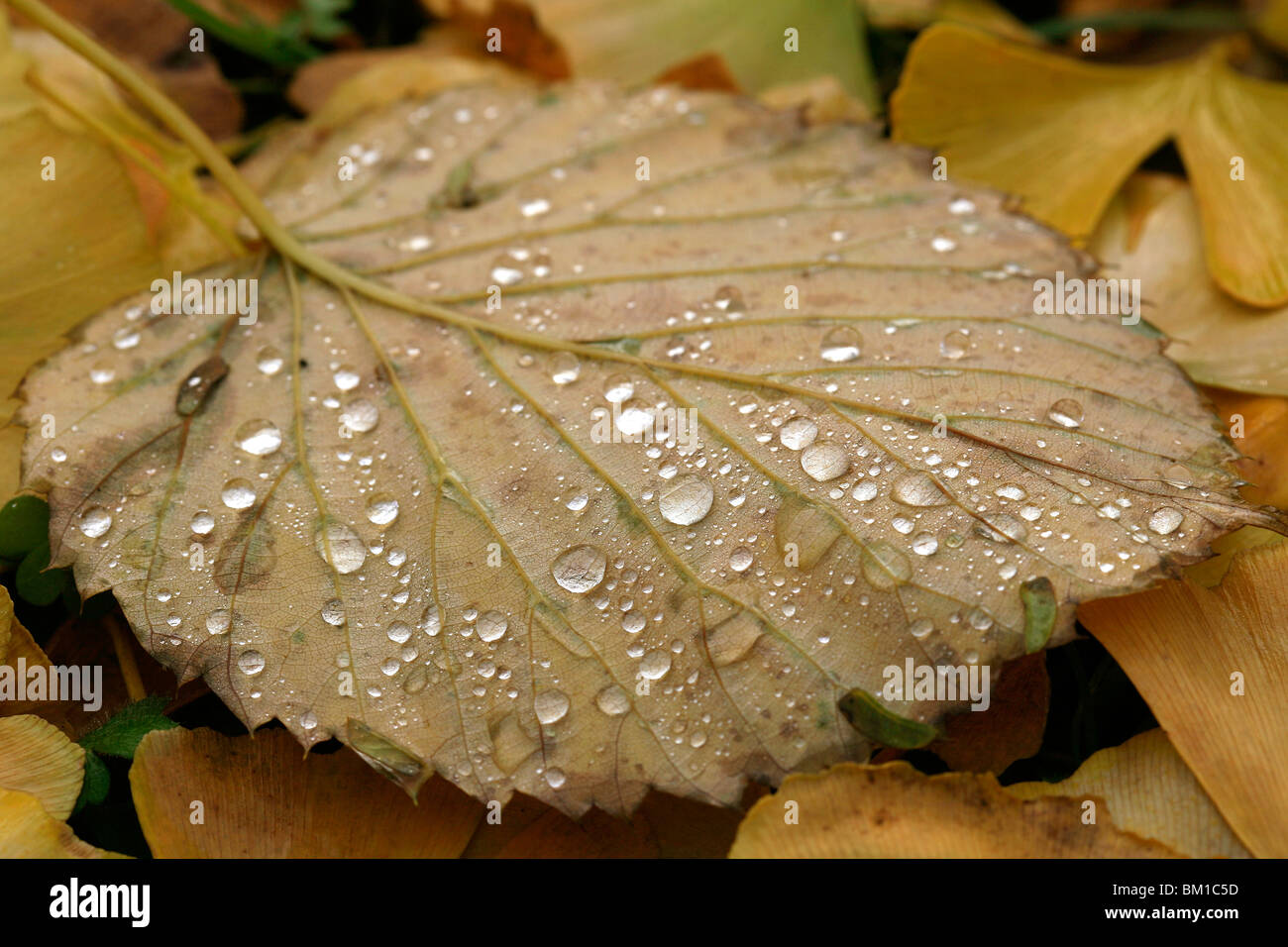 Leaf and dew Stock Photo - Alamy