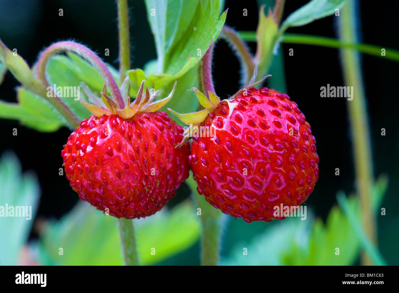 Stawberry plant hi-res stock photography and images - Alamy