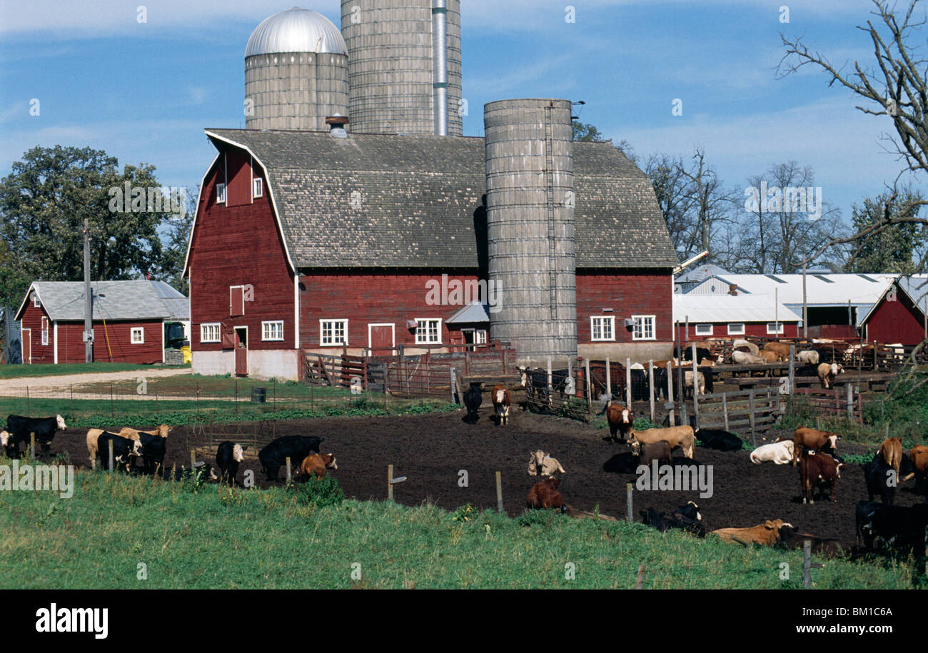 Herd of cows in a farmhouse, Iowa, USA Stock Photo - Alamy