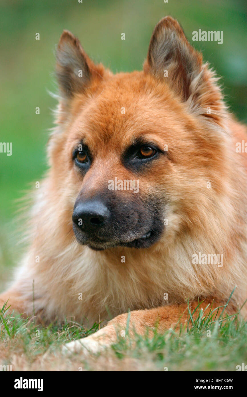 Harzer Fuchs Portrait Stock Photo - Alamy