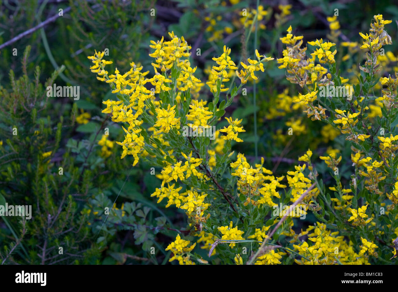 Genista Plant High Resolution Stock Photography and Images - Alamy