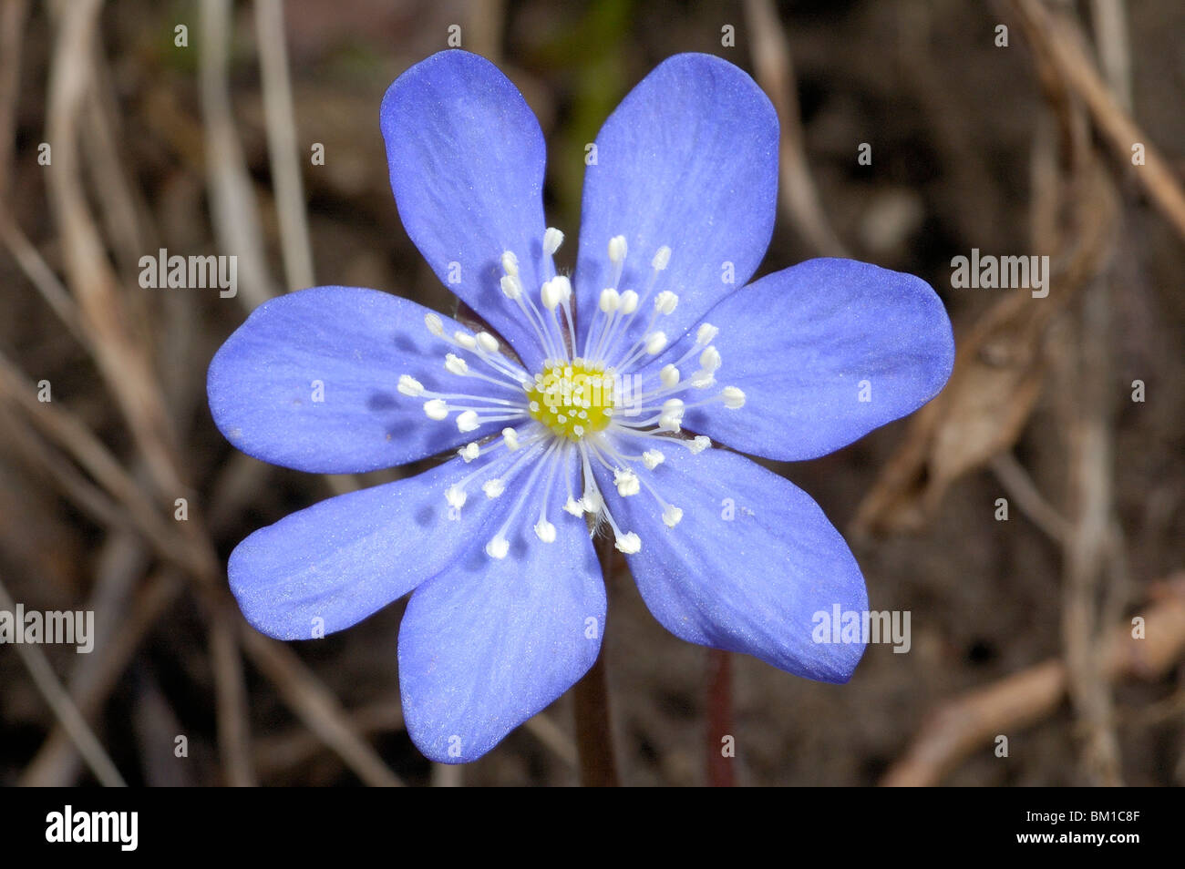 Hepatica nobilis, Anemone hepatica Stock Photo - Alamy