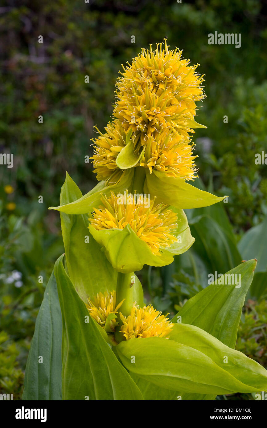 Gentiana lutea maggiore hi-res stock photography and images - Alamy