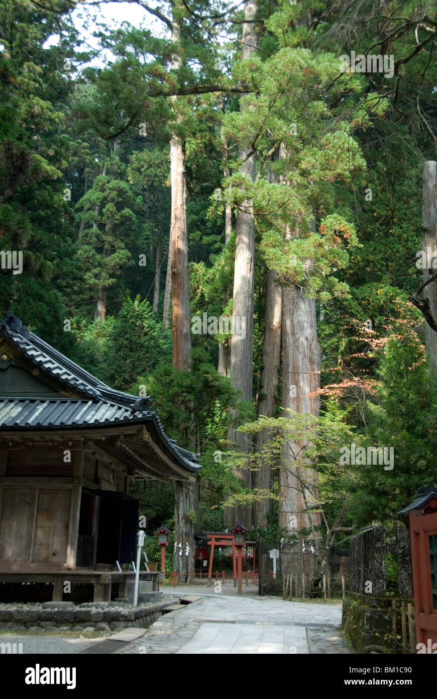 Cedar trees at Futarasan Shinto Shrine, Nikko Temples, UNESCO World ...