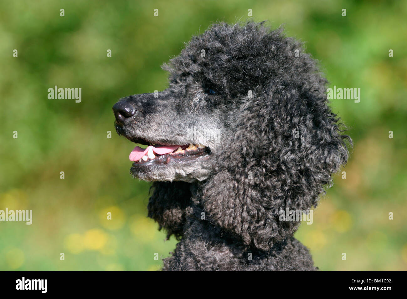 Pudel / Poodle Portrait Stock Photo - Alamy