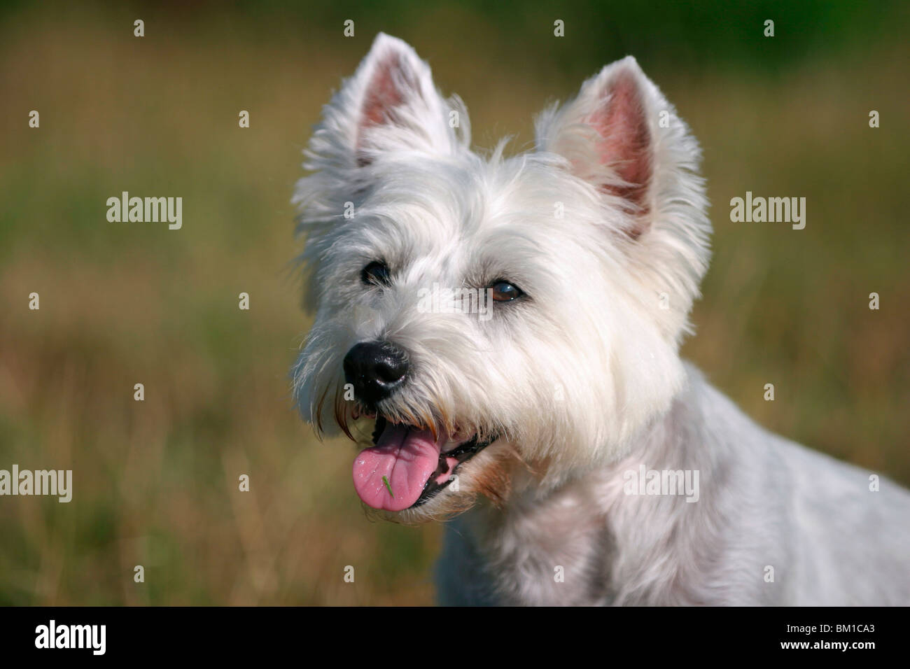 West Highland White Terrier Portrait Stock Photo - Alamy
