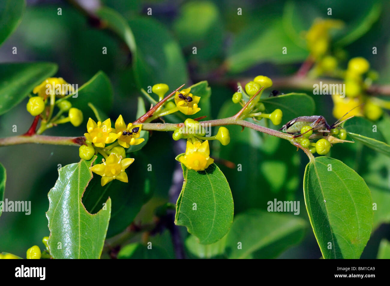 Jerusalem thorn paliurus hi-res stock photography and images - Alamy