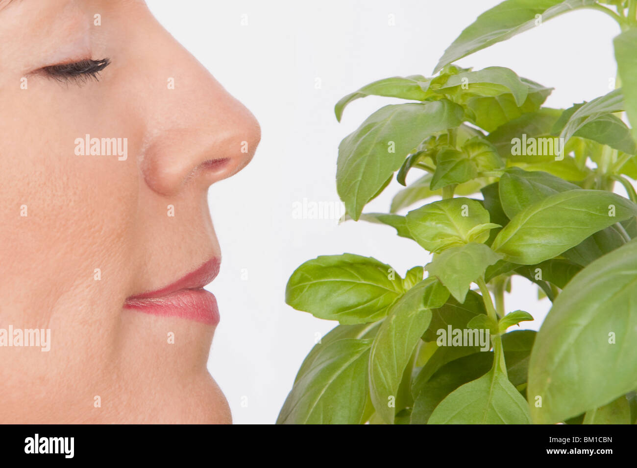 Woman smelling basil leaves Stock Photo - Alamy