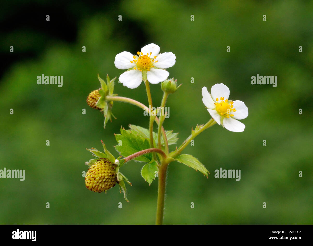 Fragaria vesca, Woodland strawberry Stock Photo - Alamy