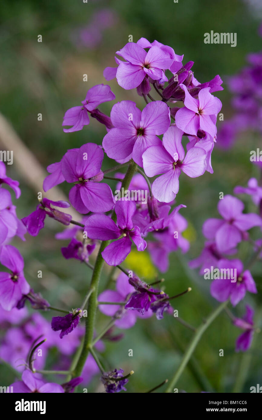 Hesperis matronalis, dame's violet, viola matronale Stock Photo - Alamy