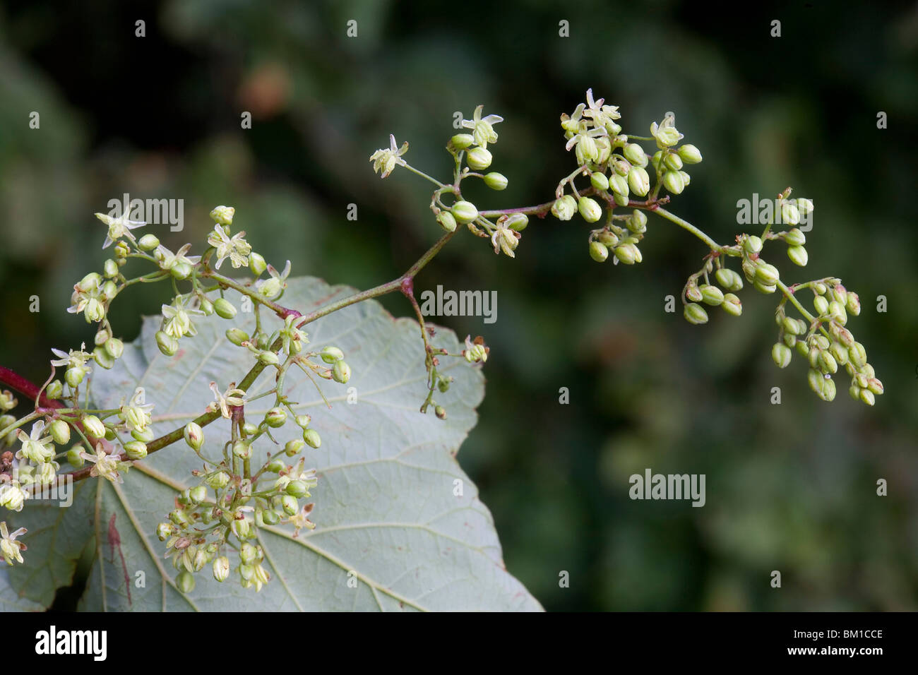Humulus lupulus, hop, male flowers, luppolo Stock Photo - Alamy