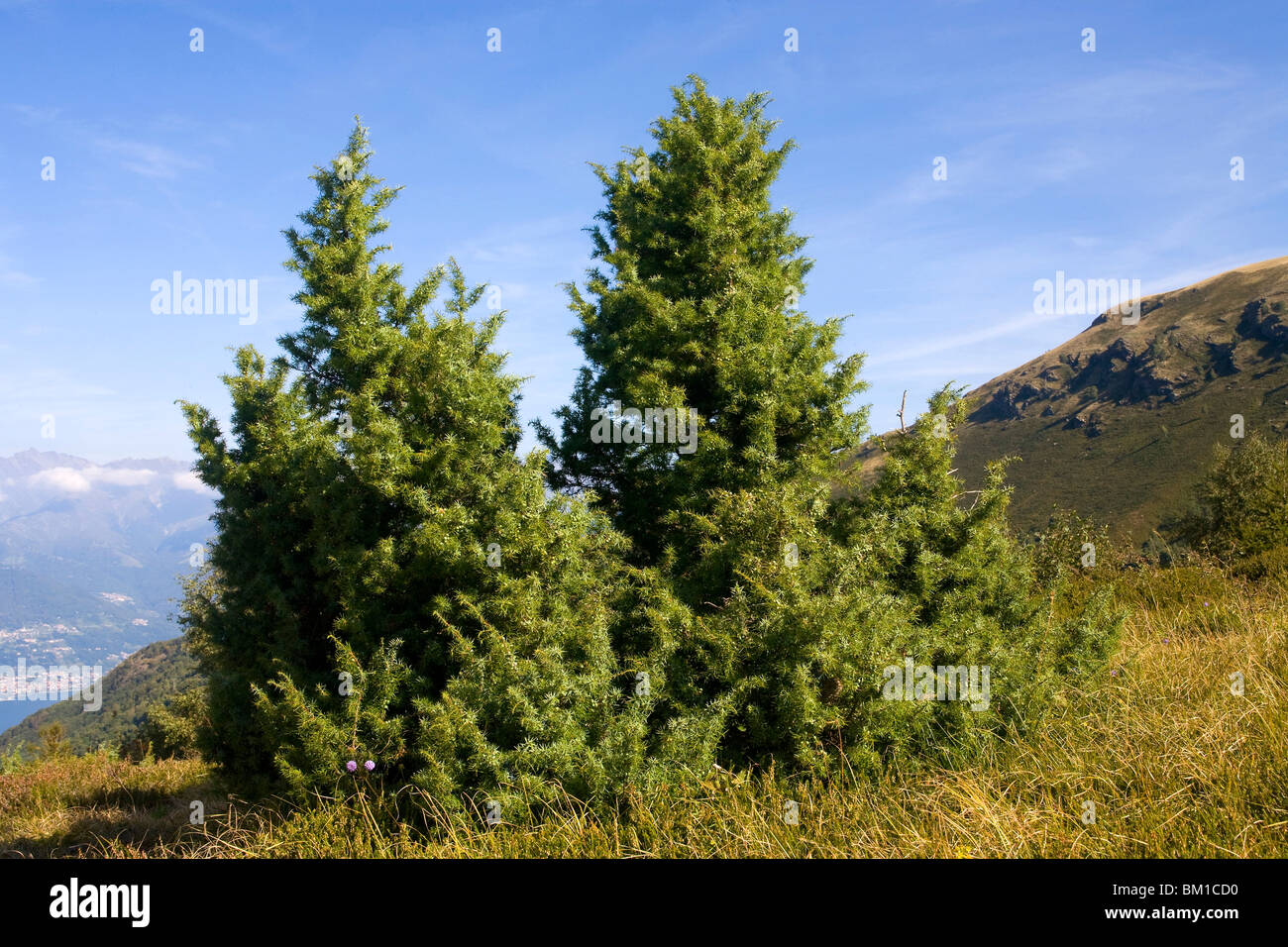Juniperus communis, common juniper, ginepro Stock Photo - Alamy