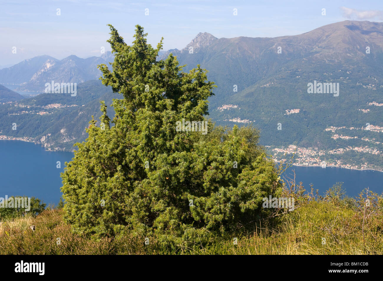 Ginepro juniperus communis hi-res stock photography and images - Alamy