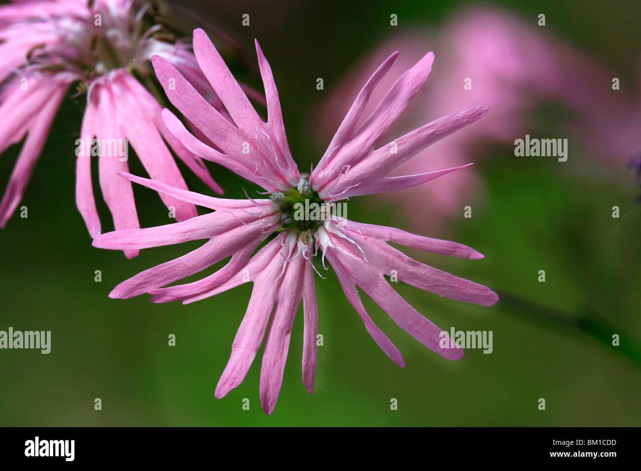 Cuculo hi-res stock photography and images - Alamy