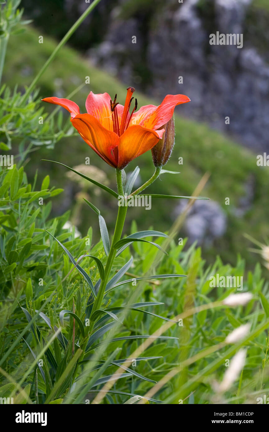 Ssp s hi-res stock photography and images - Alamy